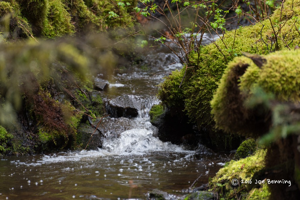 Gurgling Brook – Joe Benning Photography